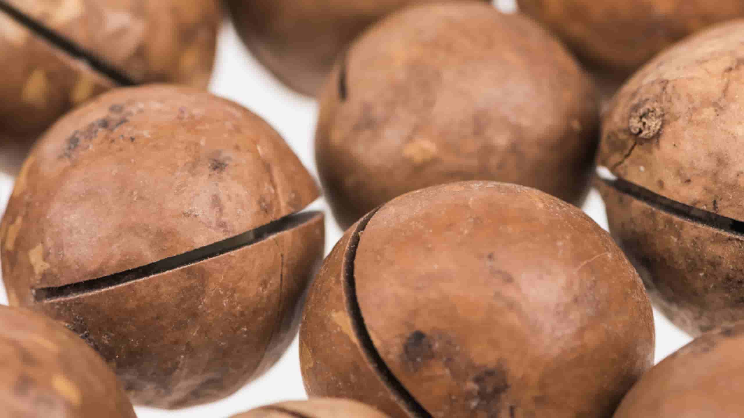 Bulk macadamia nuts